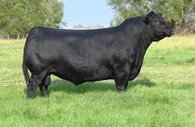 SIRES – Skyline Angus